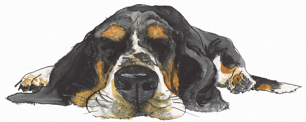 Animal Illustrator – Happy Designer