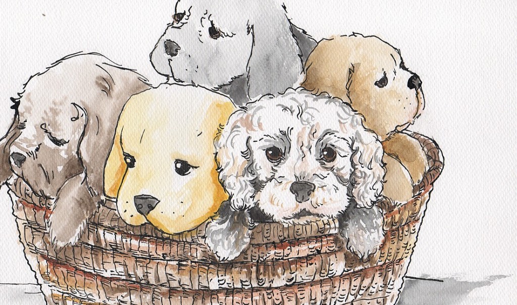 Animal Illustrator – Happy Designer